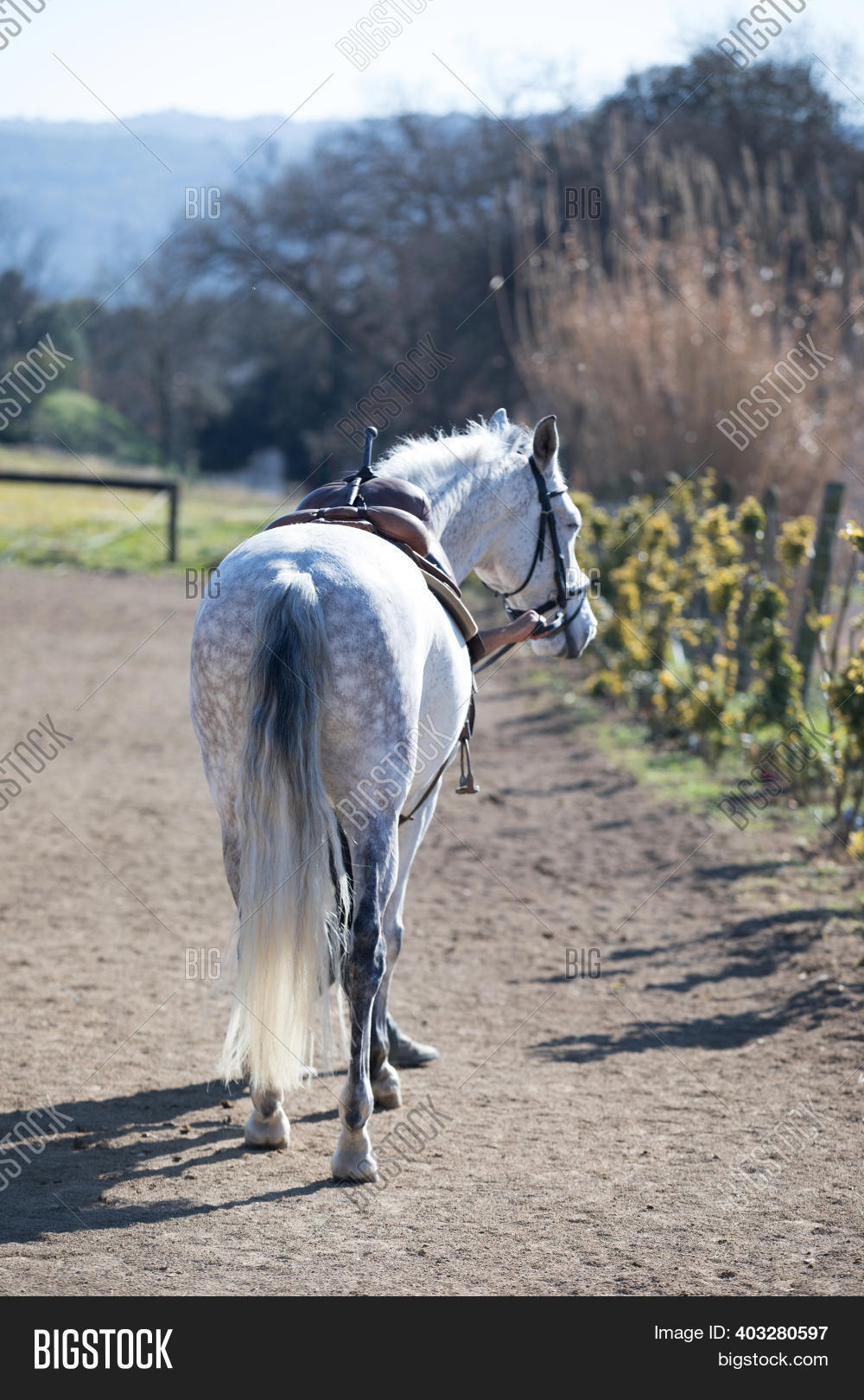 Rear View Male Image & Photo (Free Trial) | Bigstock