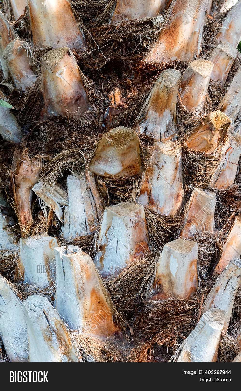 Close Palm Tree Trunk Image & Photo (Free Trial) | Bigstock