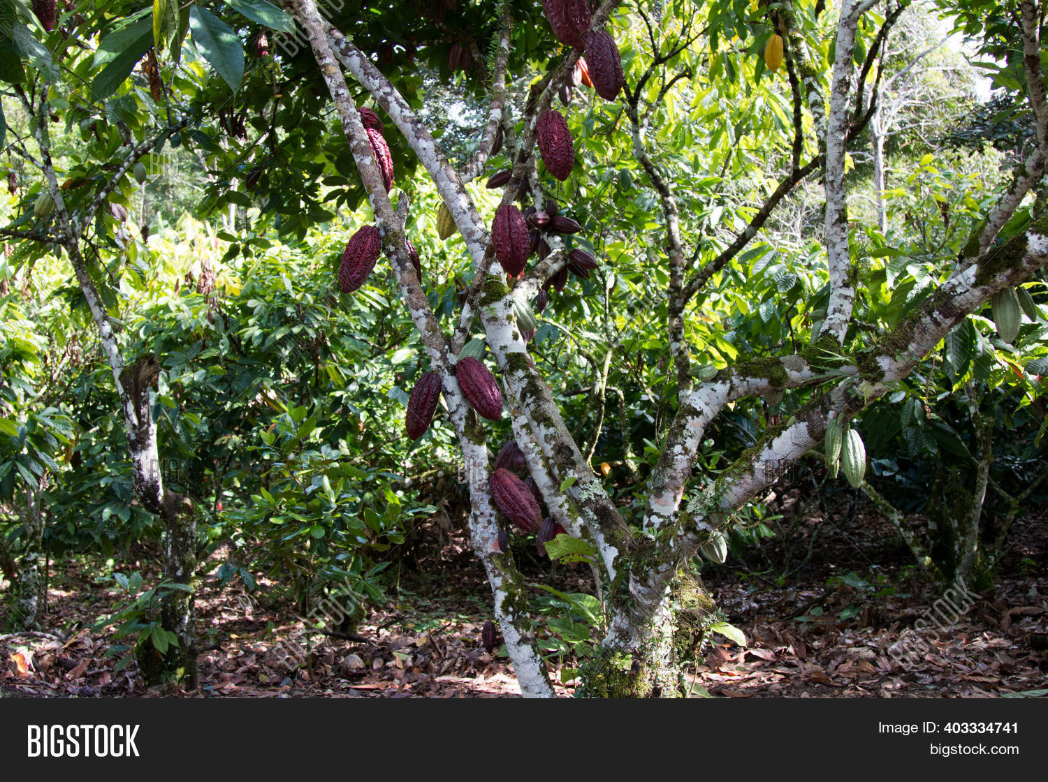 Cocoa Tree Cocoa Pods Image & Photo (Free Trial) | Bigstock