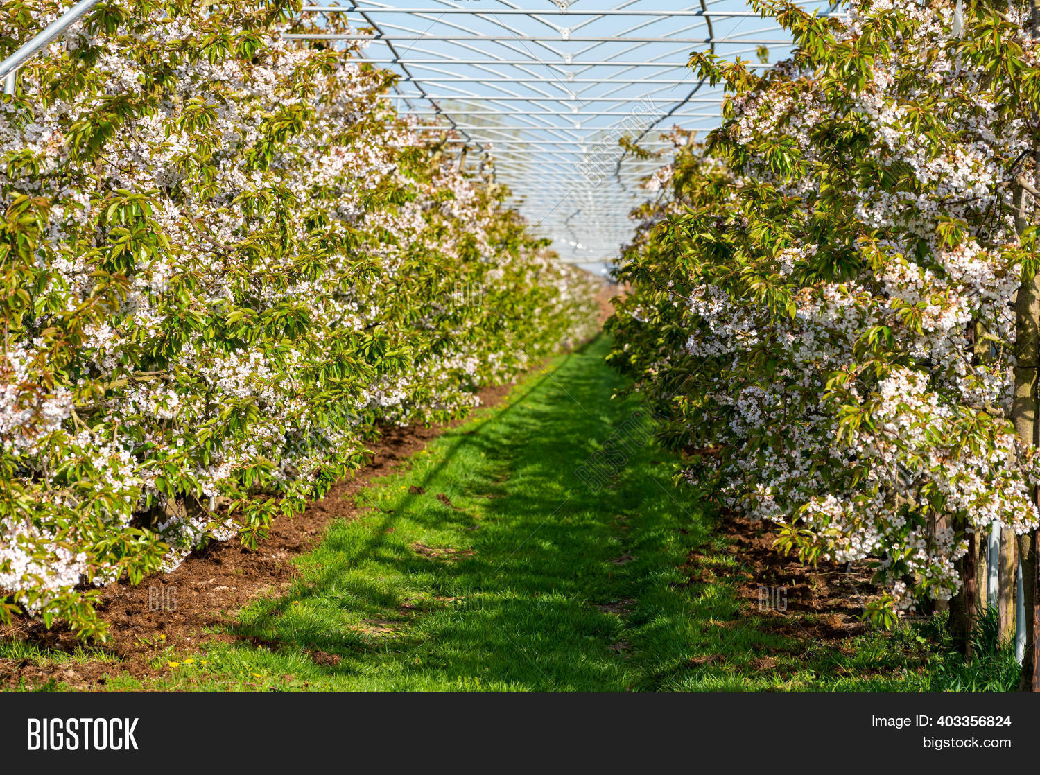 Rows Cherry Trees Image & Photo (Free Trial) | Bigstock