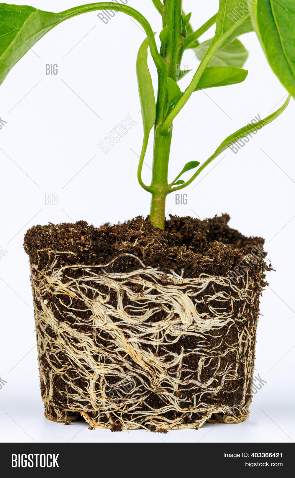 Bell Pepper Seedling Image & Photo (Free Trial) | Bigstock