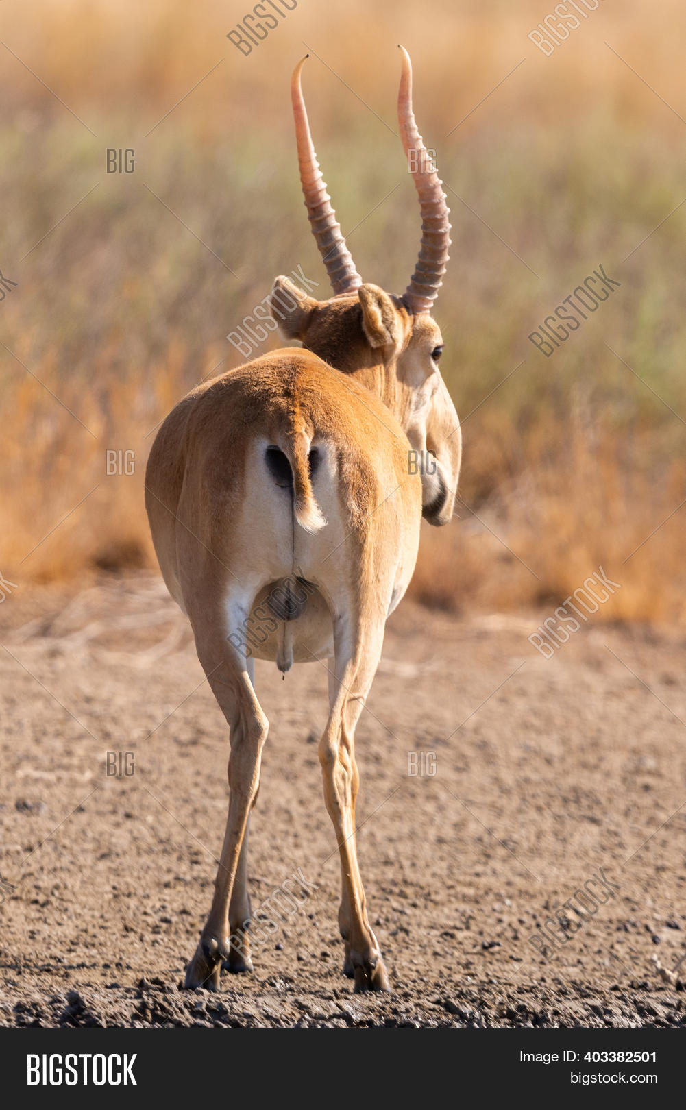 Saiga Antelope Saiga Image & Photo (Free Trial) | Bigstock