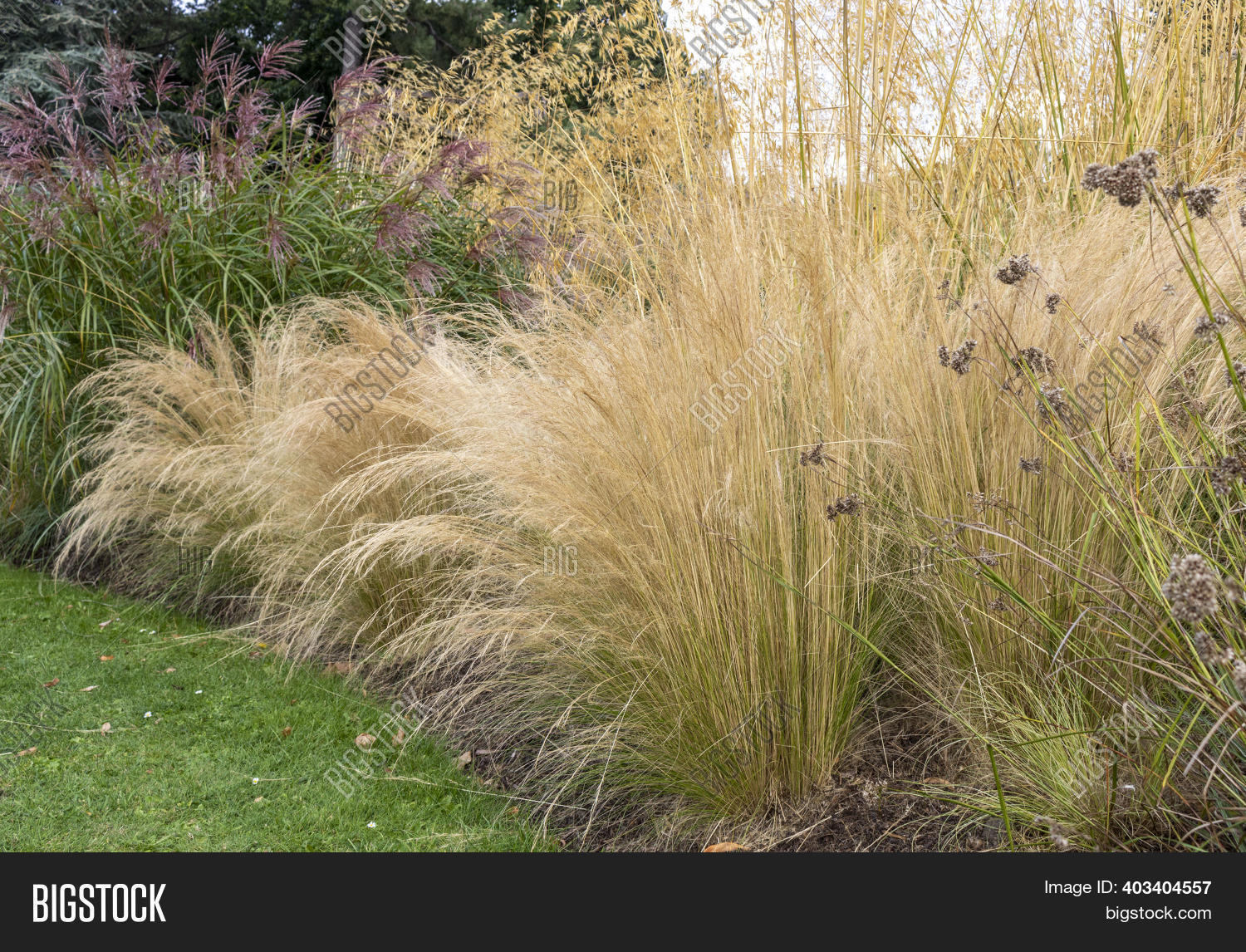 Perennial Wetland Image & Photo (Free Trial) | Bigstock