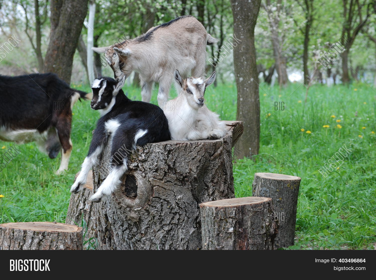 Black White Goat Barn Image & Photo (Free Trial) | Bigstock