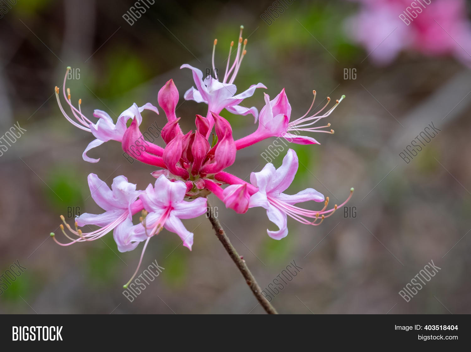 Close Beautiful Wild Image & Photo (Free Trial) | Bigstock