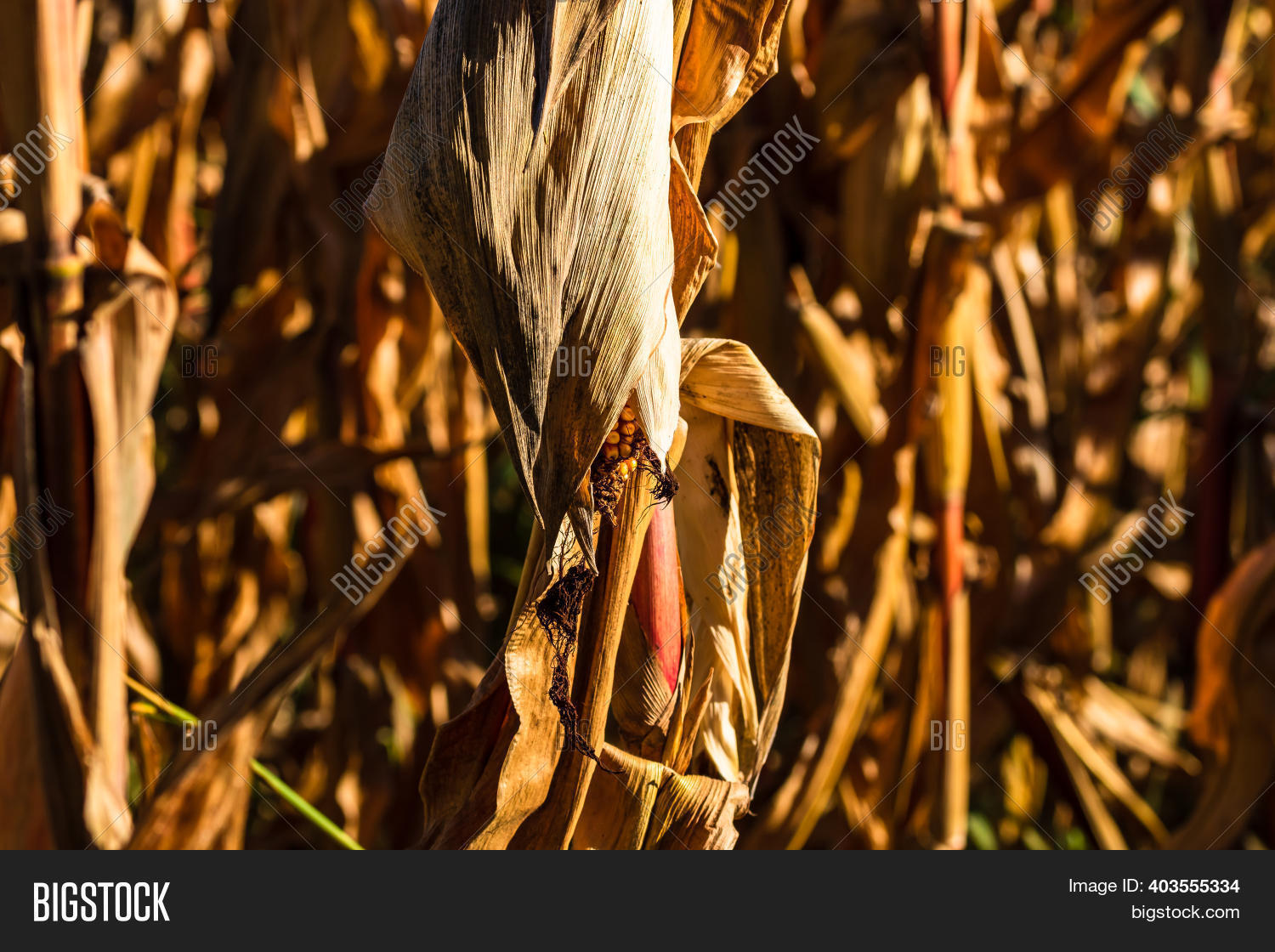 Ripe Dry Corn Stalks Image & Photo (Free Trial) | Bigstock