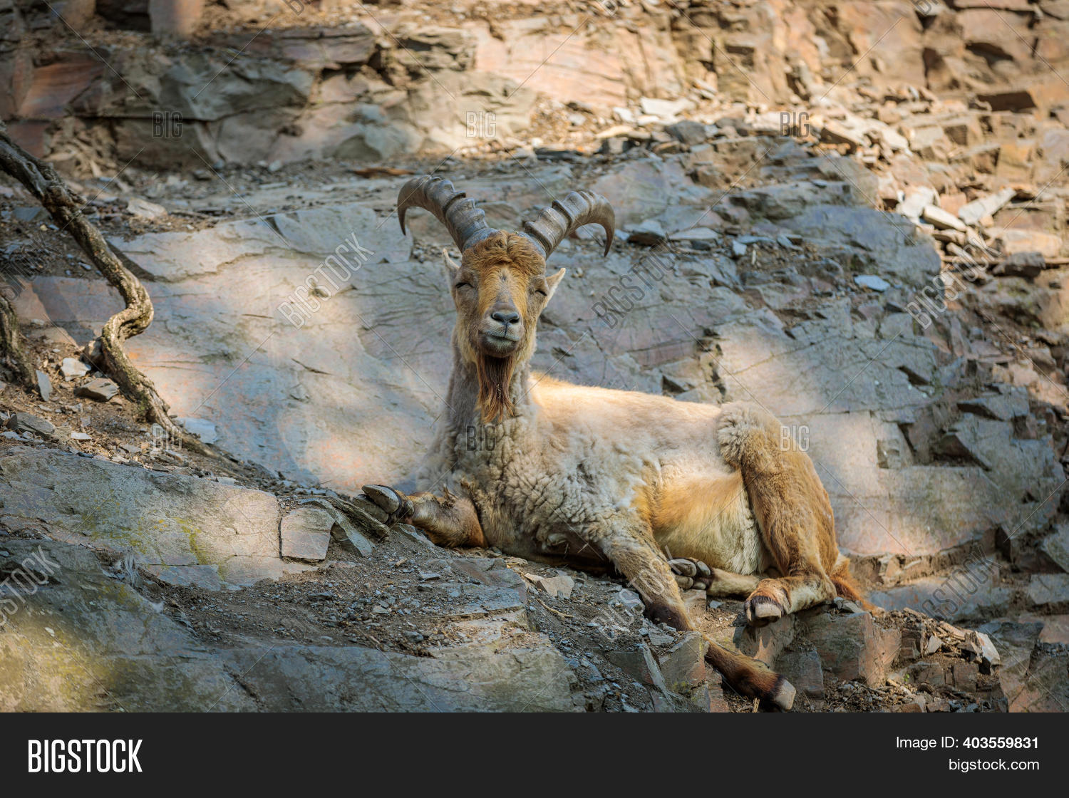 Adult Goat Beard Huge Image & Photo (Free Trial) | Bigstock