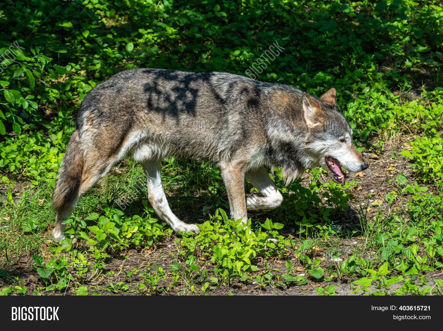 Wolf, Canis Lupus, Image & Photo (Free Trial) | Bigstock