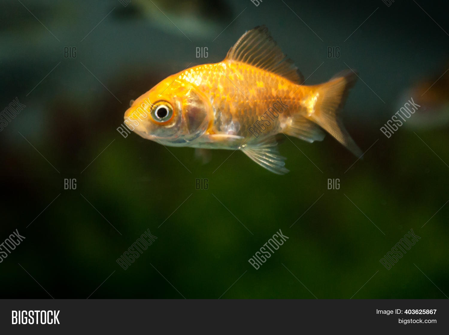 Gold Fish Swimming Image & Photo (Free Trial) | Bigstock