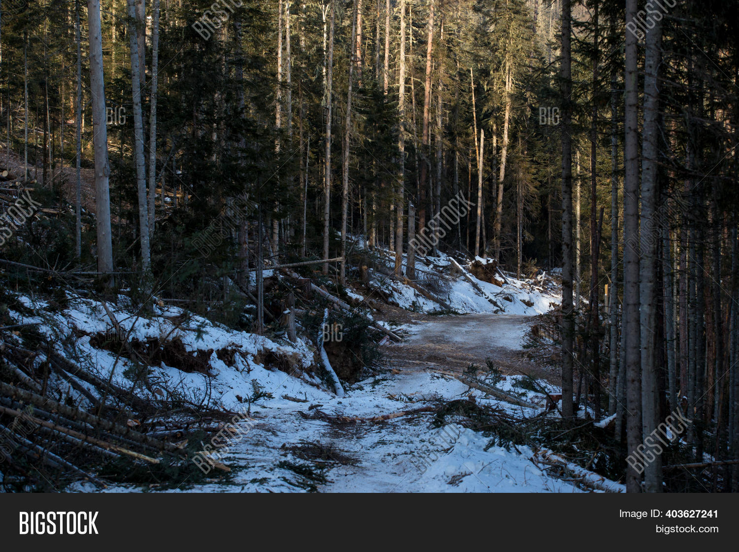 Logging Site Winter Image & Photo (Free Trial) | Bigstock
