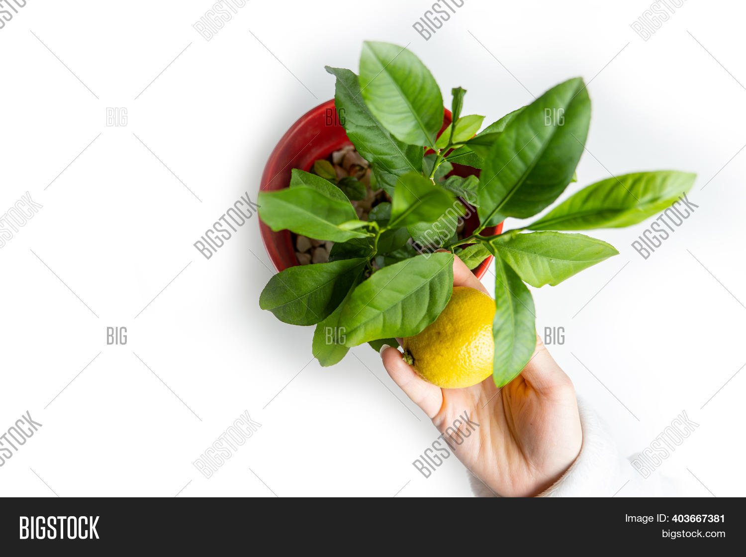 Young Lemon Tree Red Image & Photo (Free Trial) | Bigstock