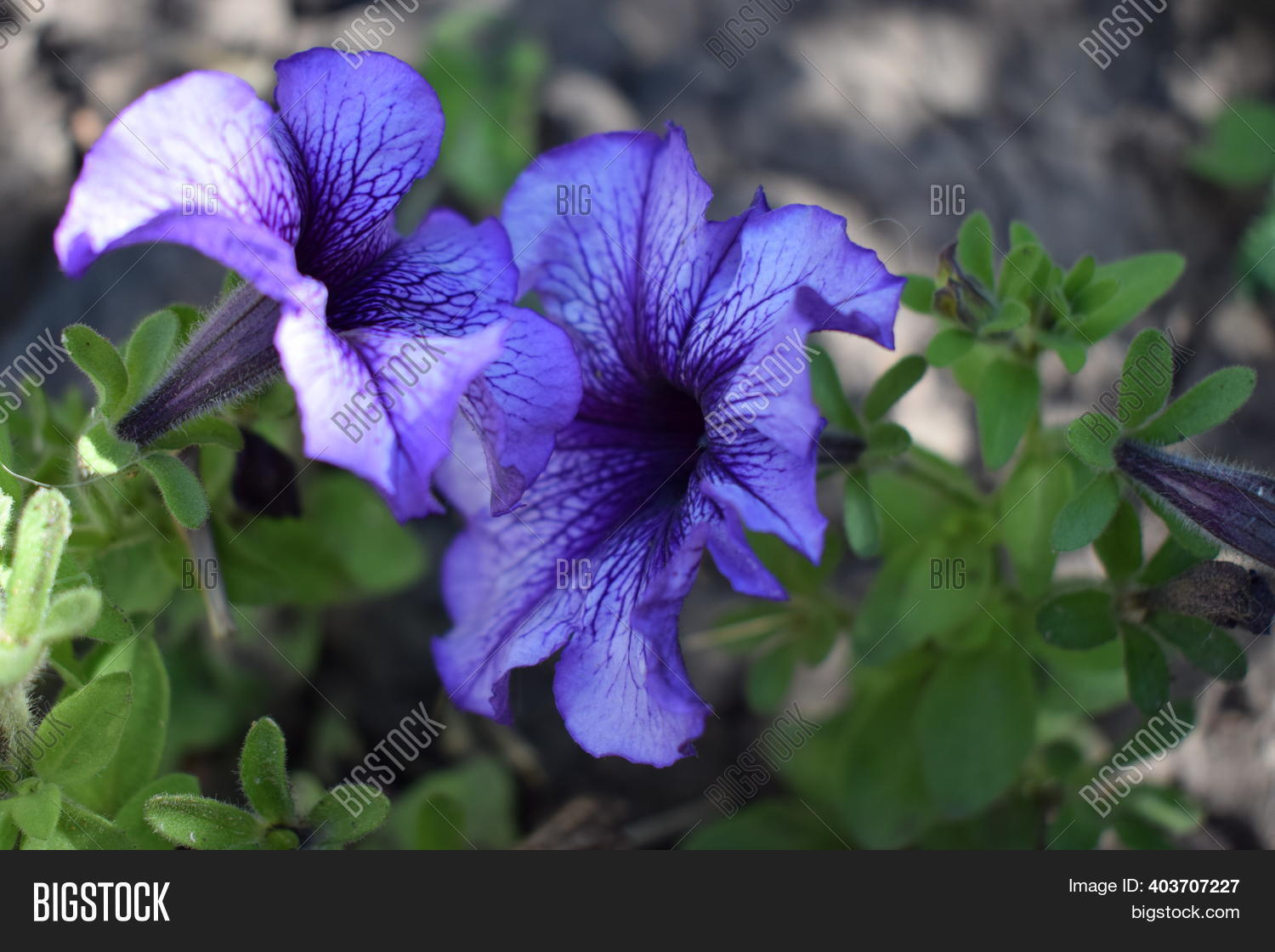 Petunia Large-flowered Image & Photo (Free Trial) | Bigstock