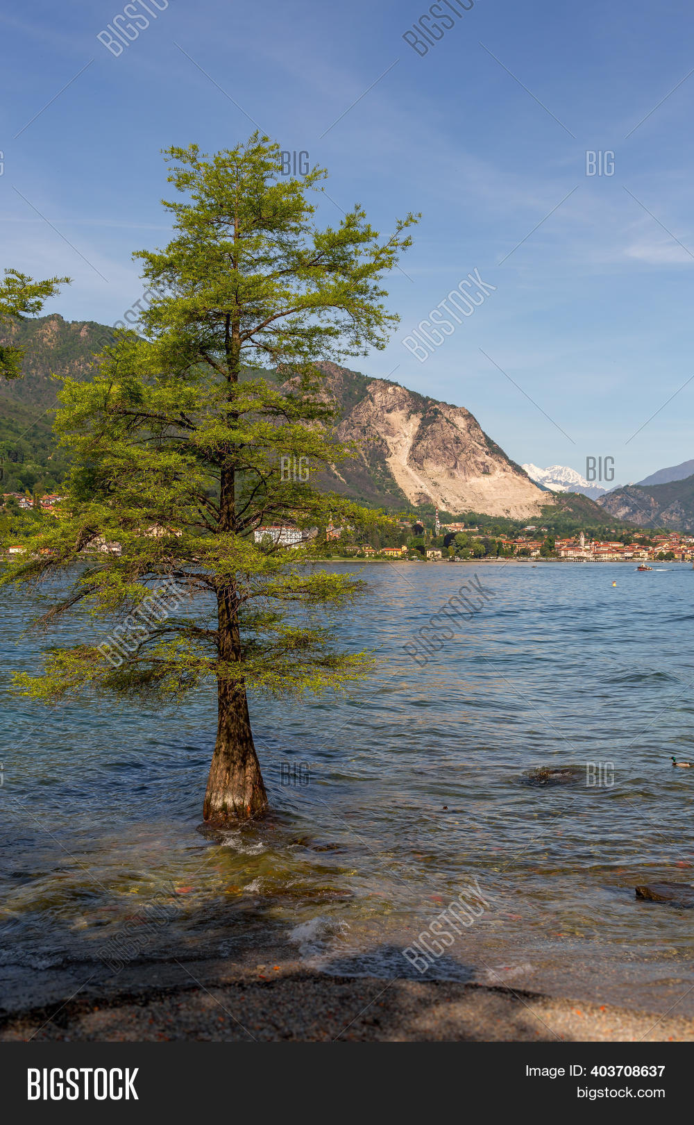 Lone Tree Grows Image & Photo (Free Trial) | Bigstock