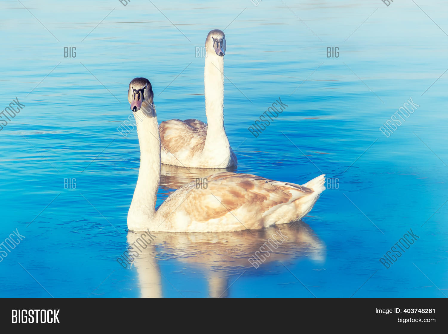 Pair Swans Swimming On Image & Photo (Free Trial) | Bigstock