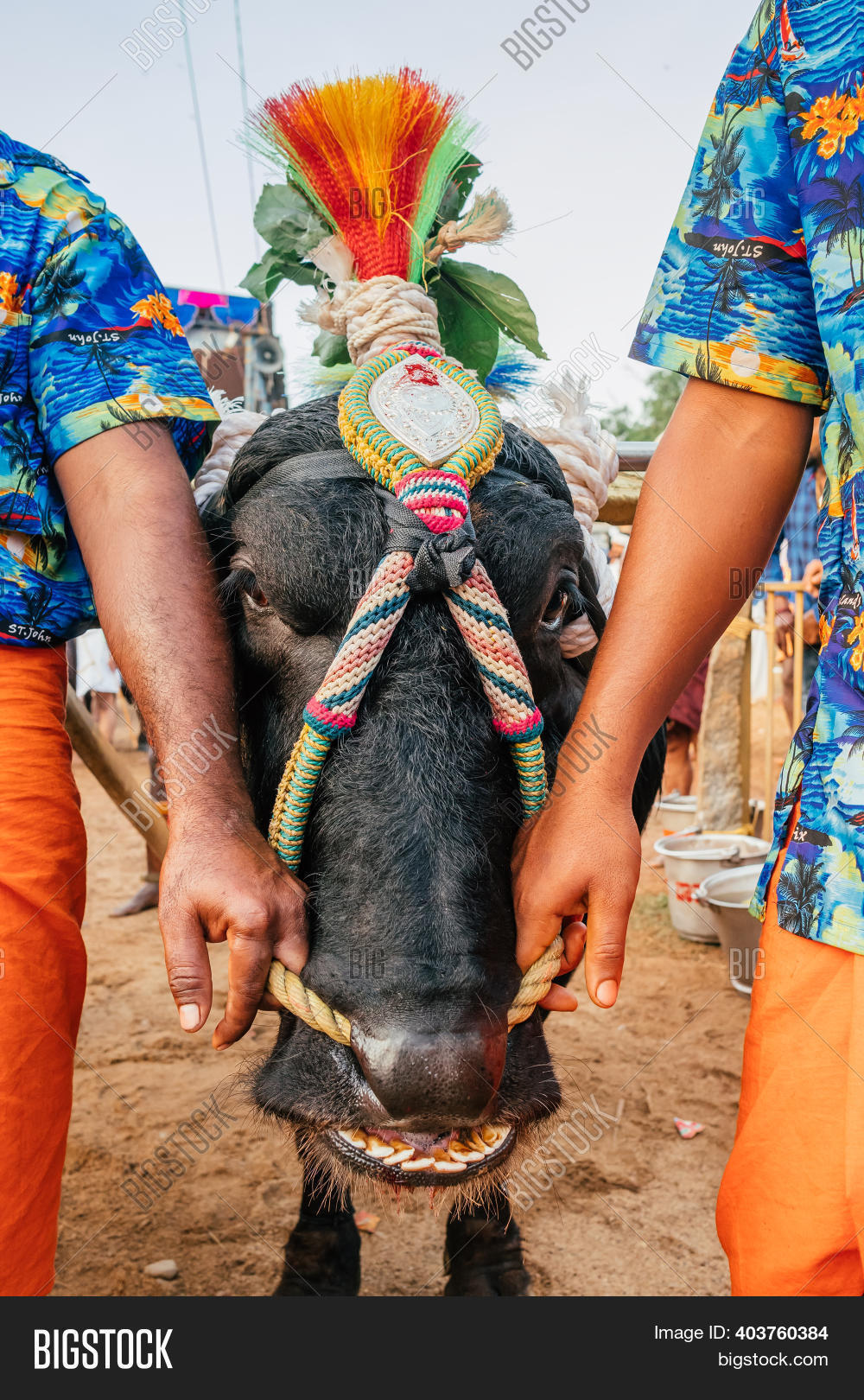 Participants Kambala Image & Photo (Free Trial) | Bigstock