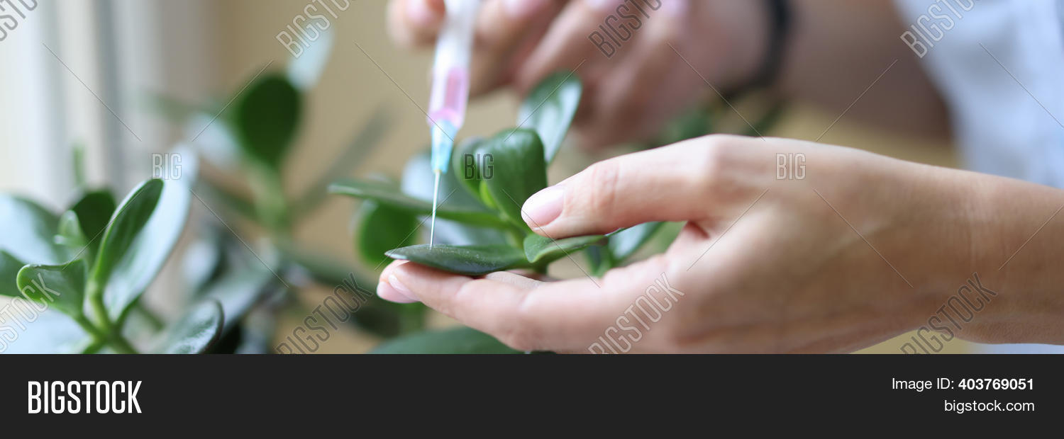 Syringe Injected Into Image & Photo (Free Trial) | Bigstock