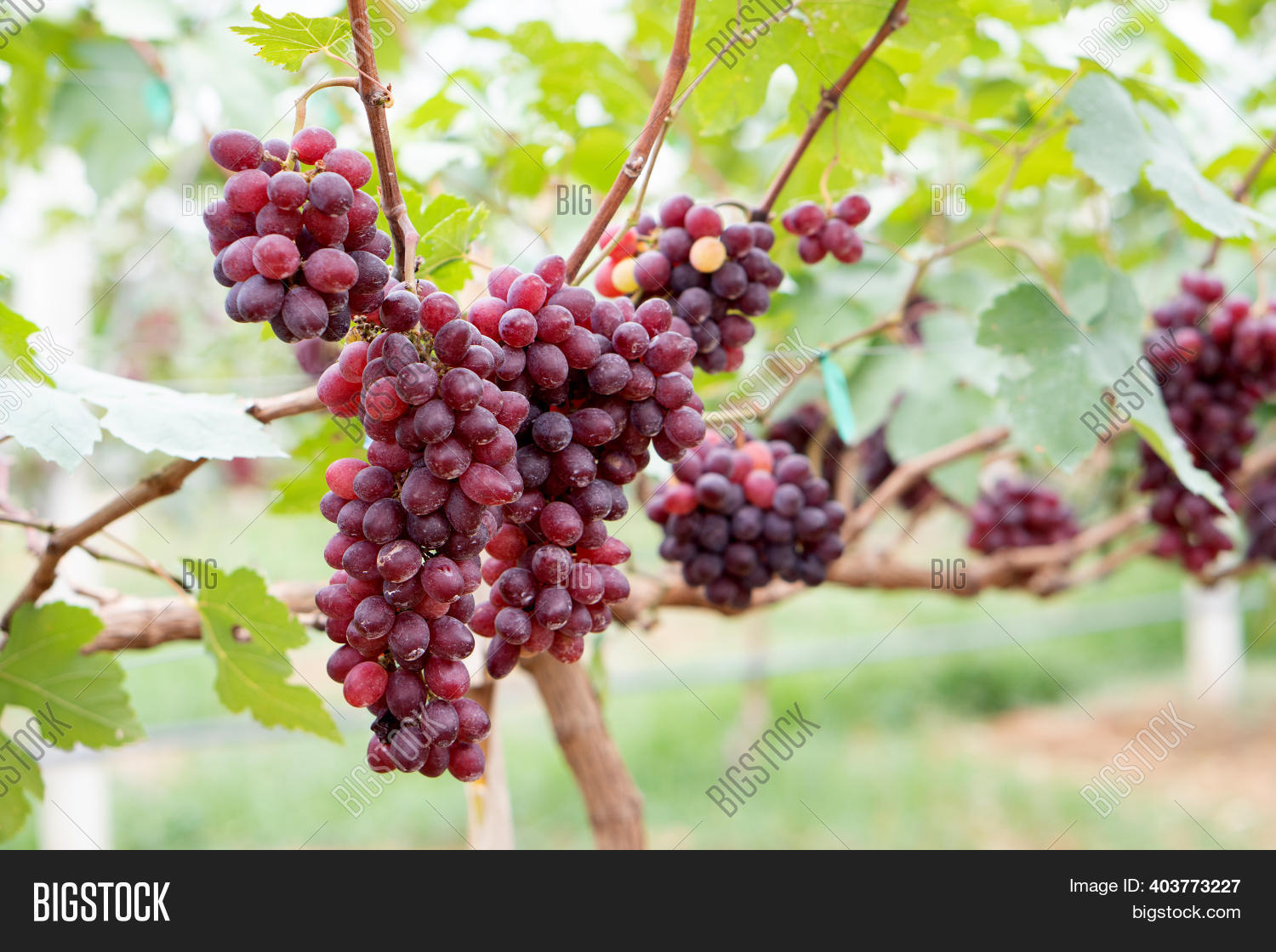 Close- Red Grapes On Image & Photo (Free Trial) | Bigstock