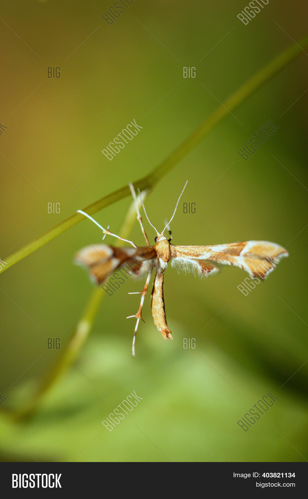 Close- Fly-like Insect Image & Photo (Free Trial) | Bigstock