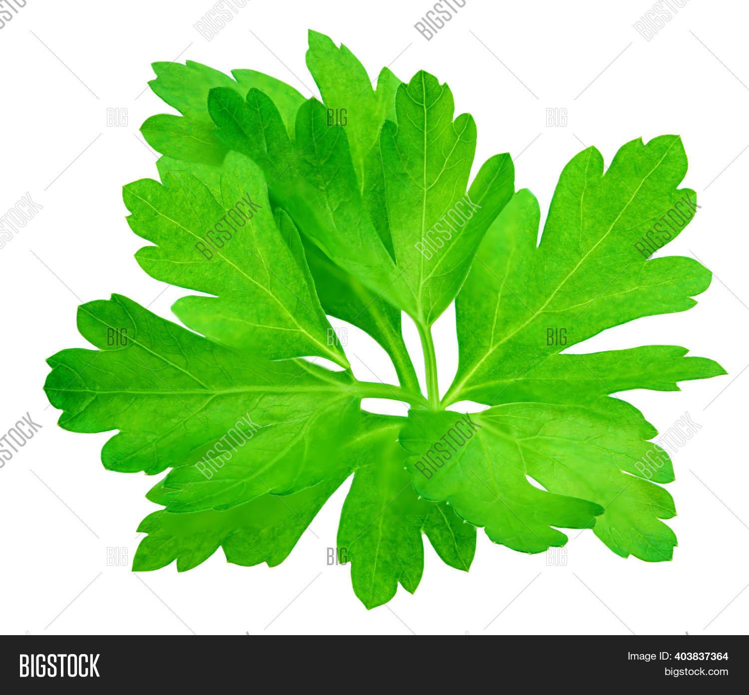 Parsley Herb Isolated Image & Photo (Free Trial) | Bigstock