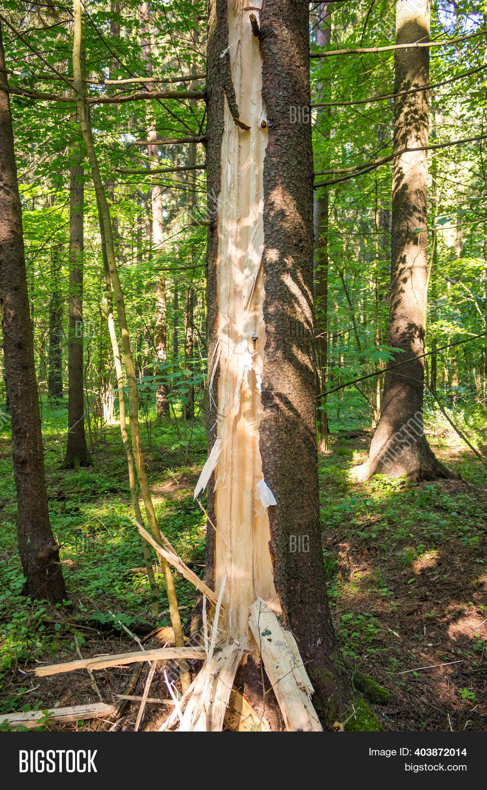 Breaking Tree After Image & Photo (Free Trial) | Bigstock