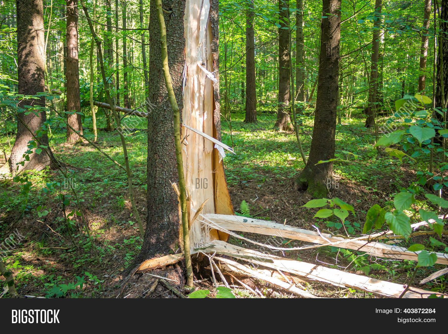 Breaking Tree After Image & Photo (Free Trial) | Bigstock