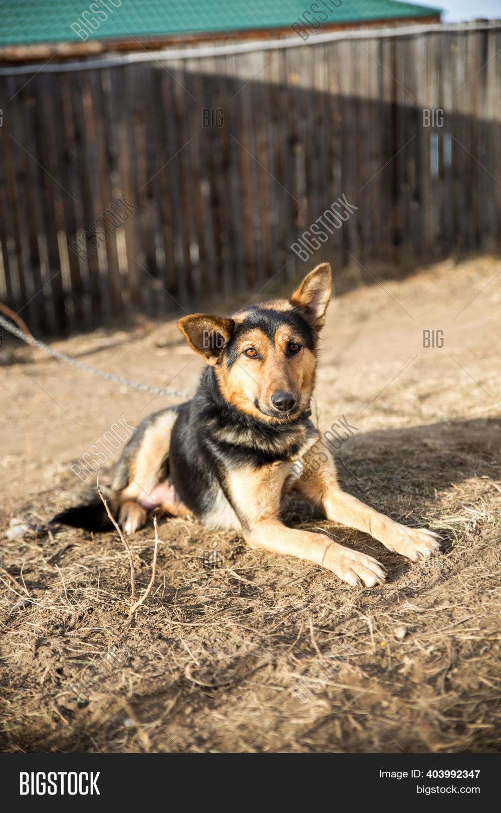 Large Dog On Chain On Image & Photo (Free Trial) | Bigstock