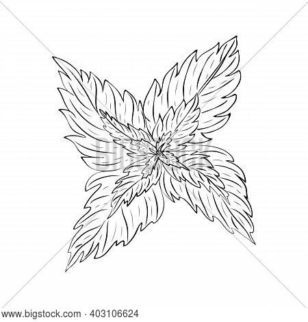 Hand Drawn Mint Vector & Photo (Free Trial) | Bigstock