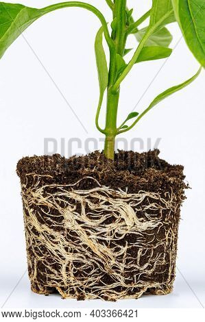 Bell Pepper Seedling Image & Photo (Free Trial) | Bigstock