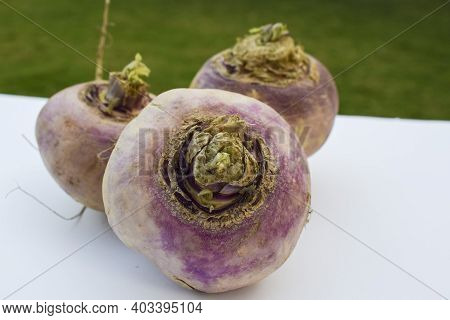 Turnip Brassica Rapa Image & Photo (Free Trial) | Bigstock