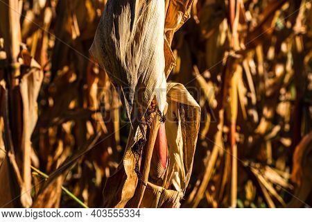 Ripe Dry Corn Stalks Image & Photo (Free Trial) | Bigstock
