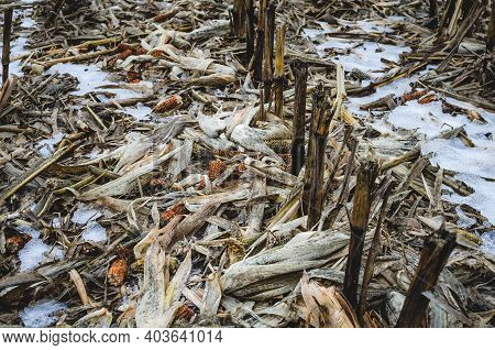 Golden Brown Corn Image & Photo (Free Trial) | Bigstock