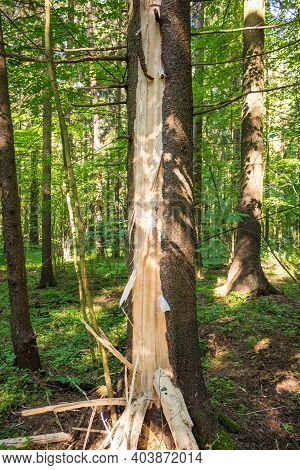 Breaking Tree After Image & Photo (Free Trial) | Bigstock