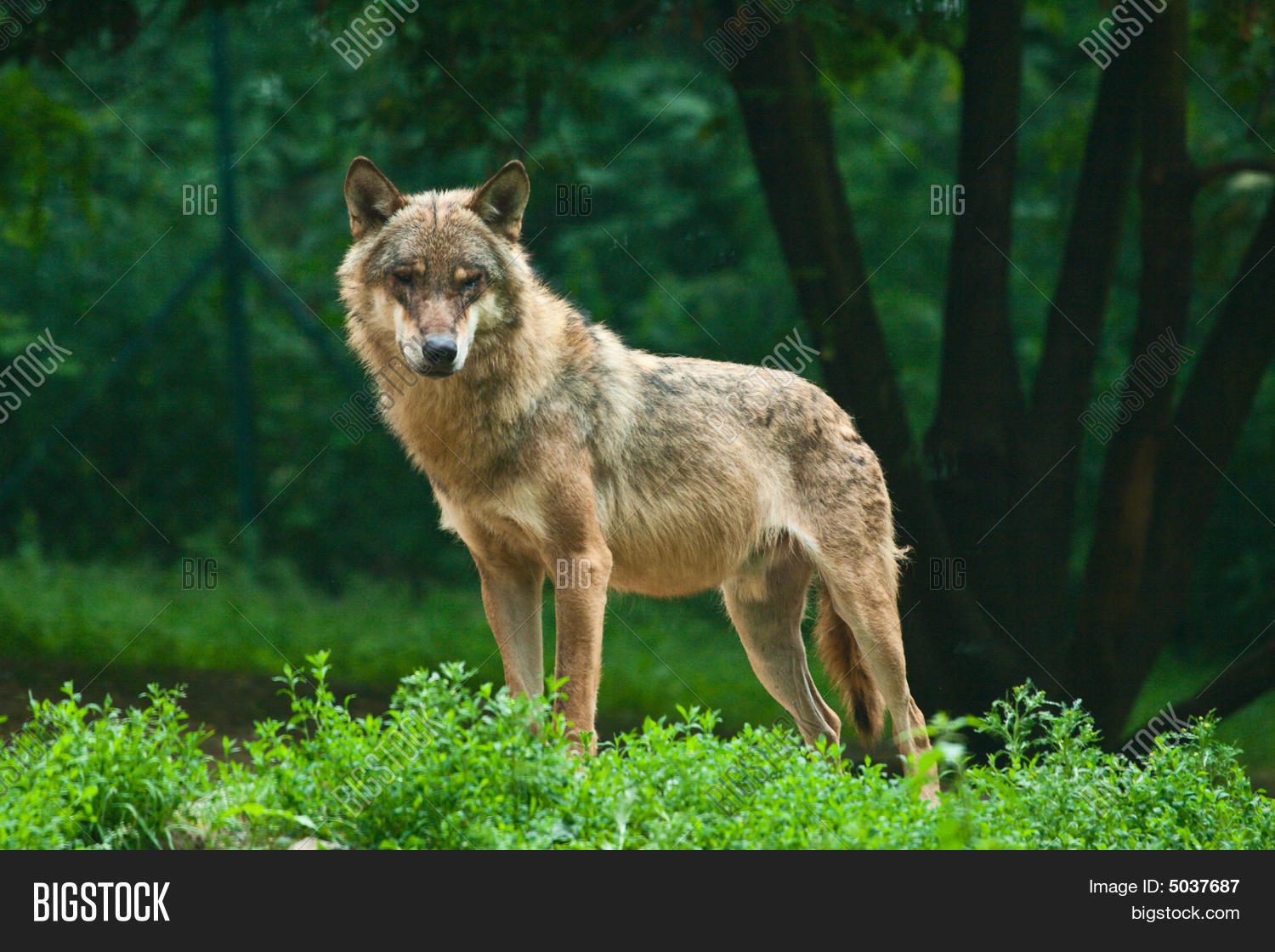 Imagen y foto Lobo (prueba gratis) | Bigstock