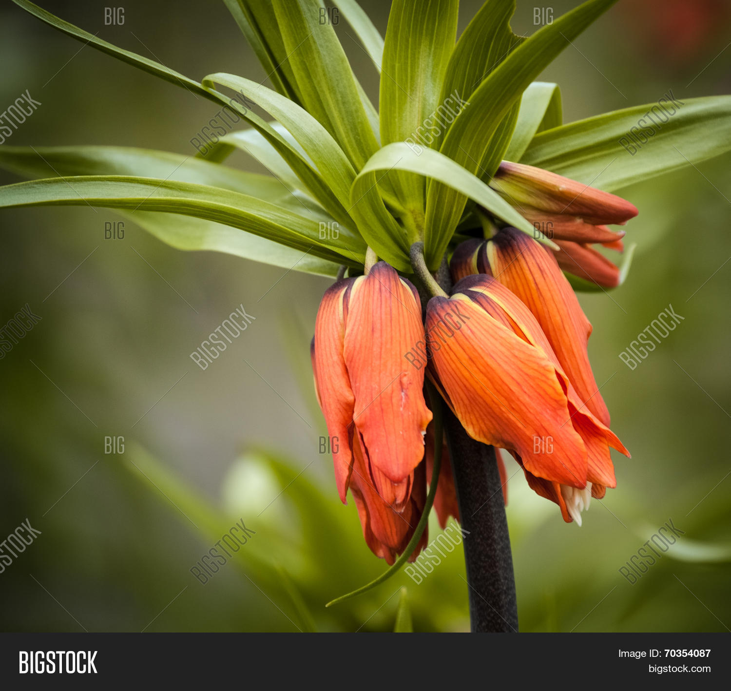 Fritillaria Imperialis Image & Photo (Free Trial) | Bigstock