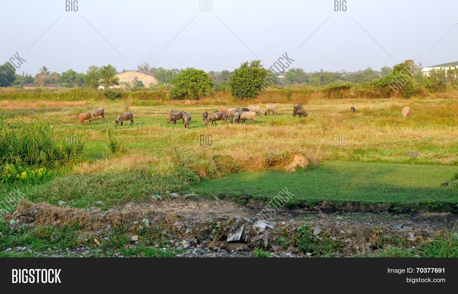 Grazing Cows Image & Photo (Free Trial) | Bigstock