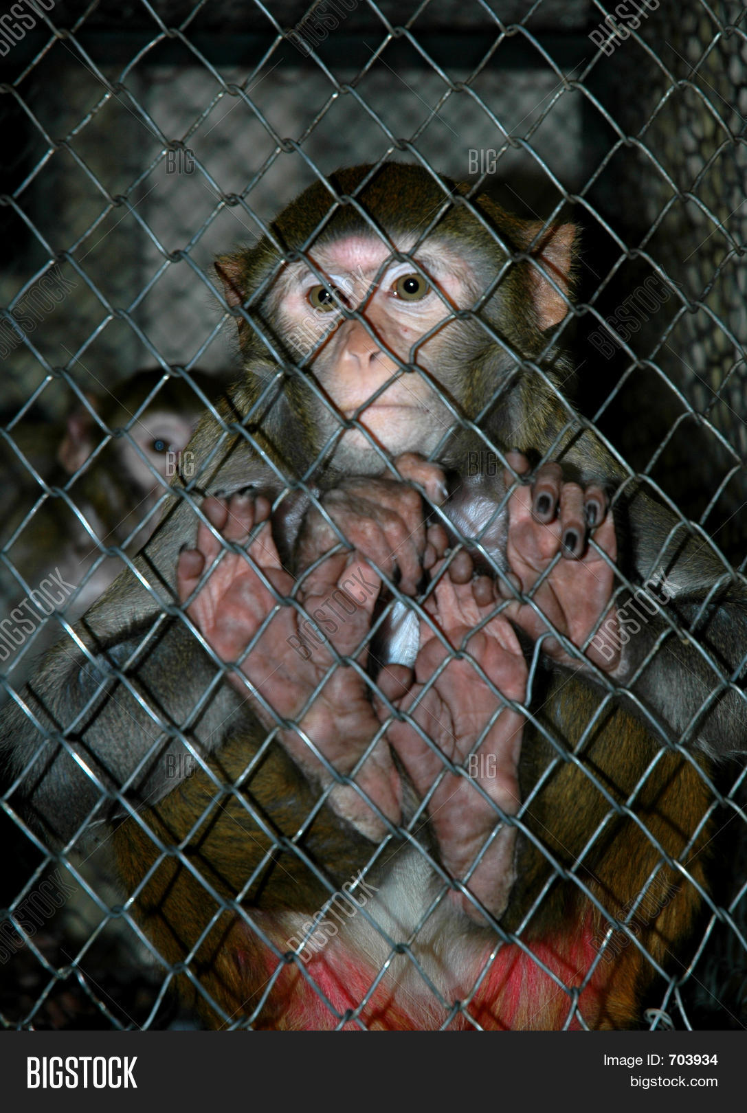 Monkey Tha Cage Image & Photo (Free Trial) | Bigstock