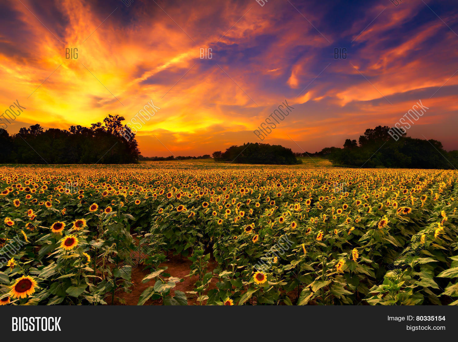 Sunflowers Sunset Image & Photo (Free Trial) | Bigstock