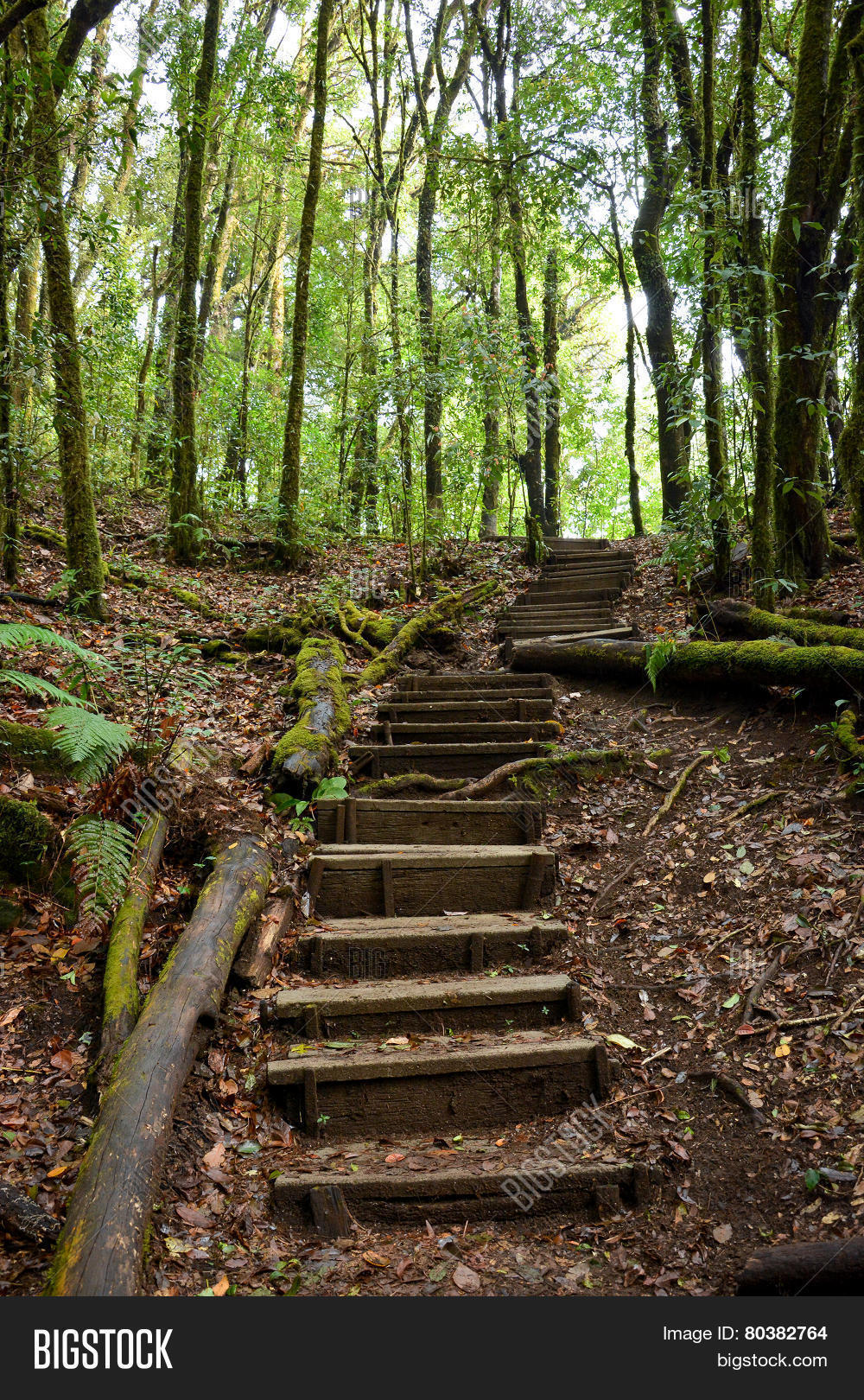 Steps Wooden Stair Image & Photo (Free Trial) | Bigstock