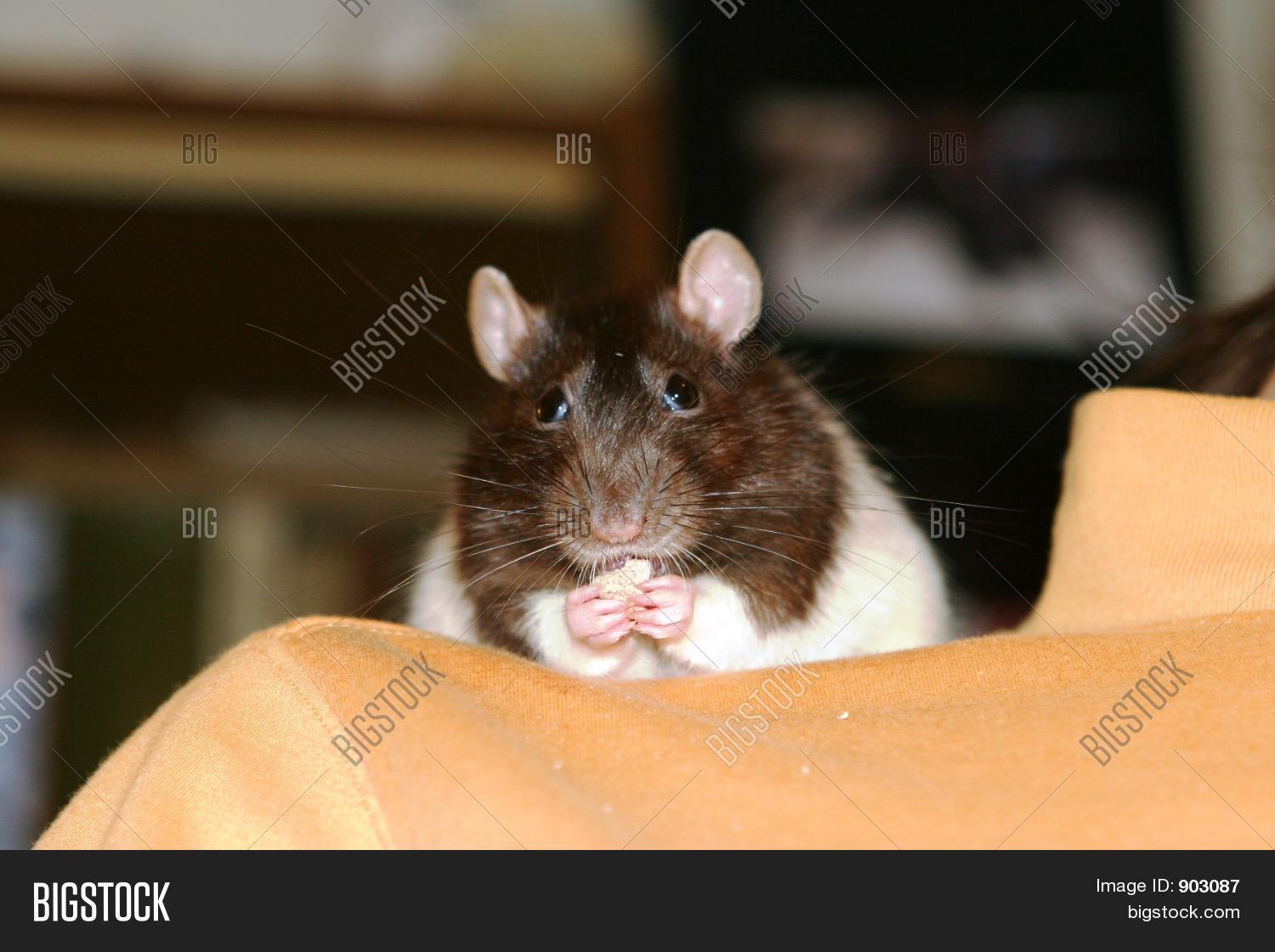 Rat Having Snack Image & Photo (Free Trial) | Bigstock