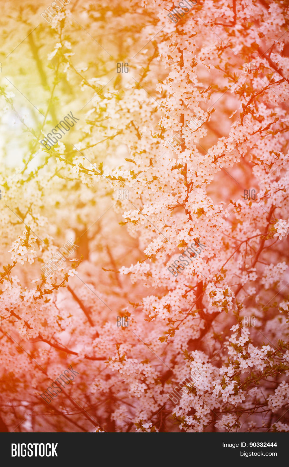 Flowering Spring Trees Image & Photo (Free Trial) | Bigstock