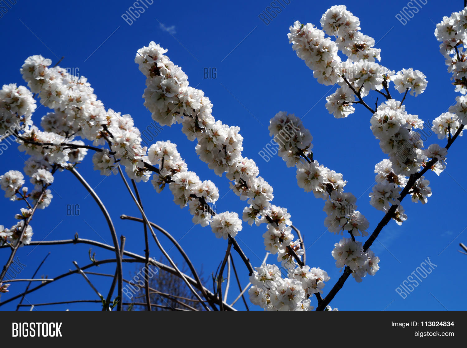 Nanking Cherry Image & Photo (Free Trial) | Bigstock