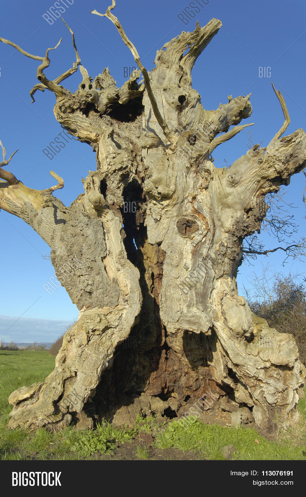 Old Oak Tree Image & Photo (Free Trial) | Bigstock
