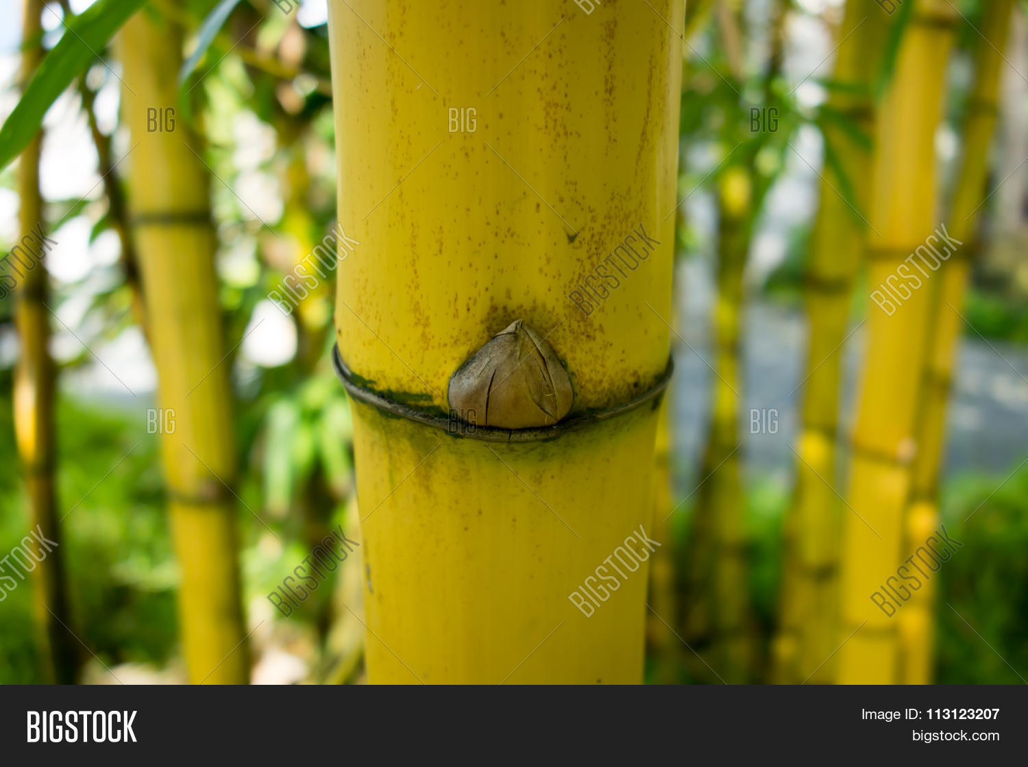 Knot Bamboo Plant Image & Photo (Free Trial) | Bigstock