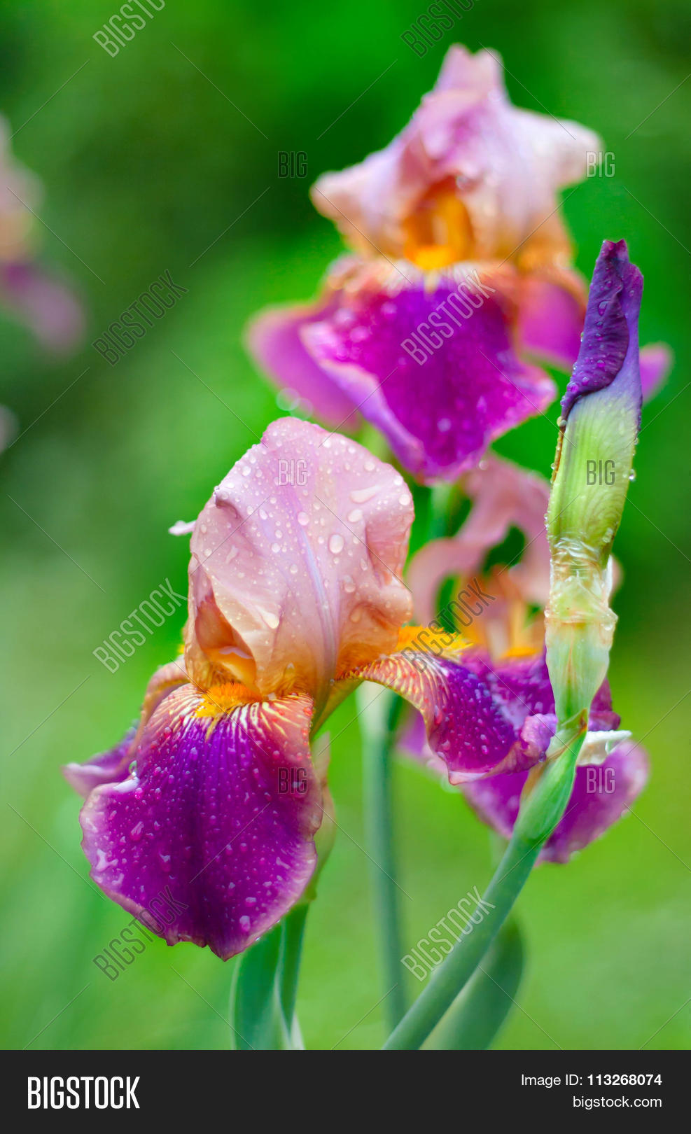 Flower Violet Iris Image & Photo (Free Trial) | Bigstock