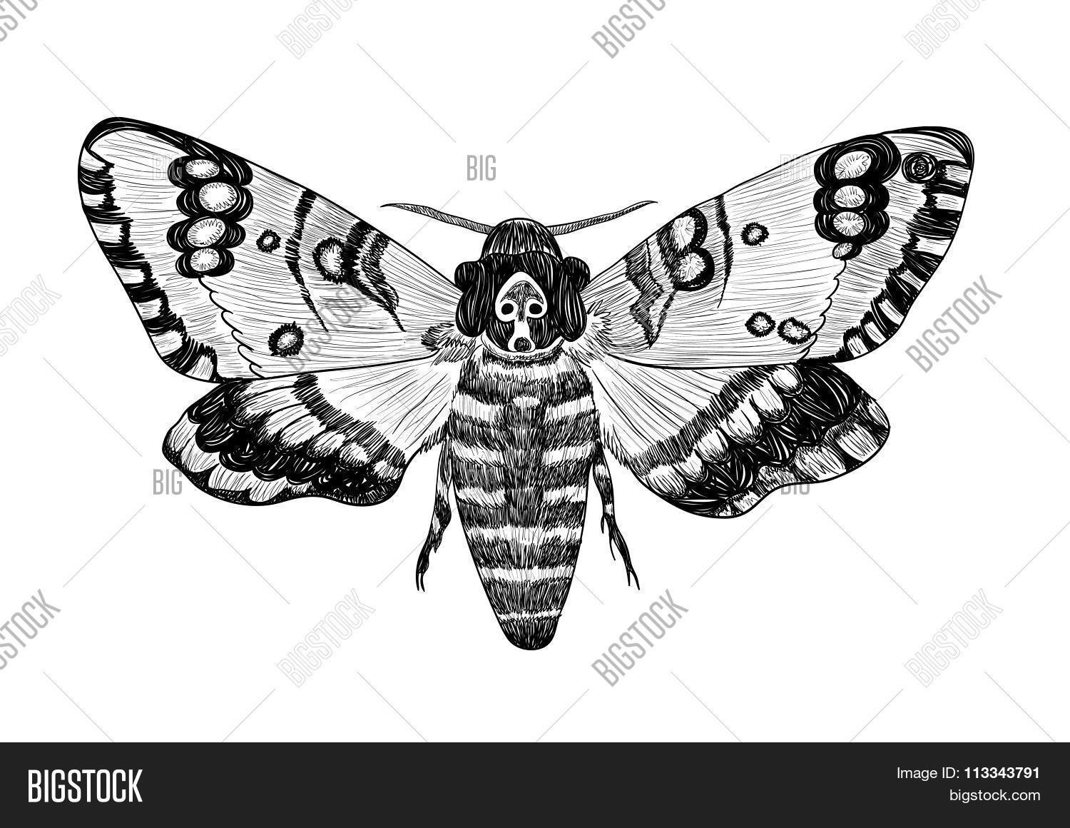 Death's-head Moth On Vector & Photo (Free Trial) | Bigstock