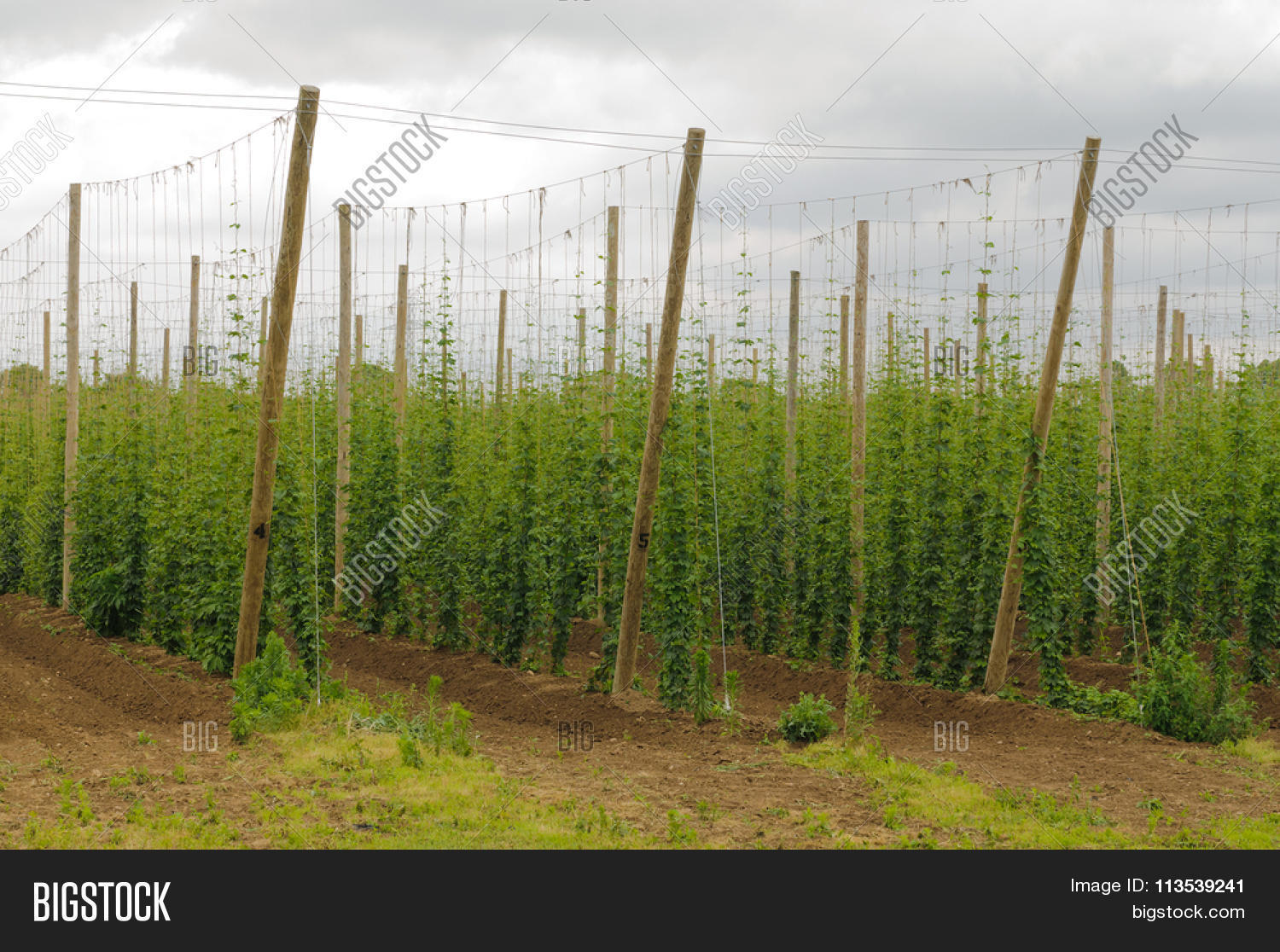 Hops Growing On Image & Photo (Free Trial) | Bigstock