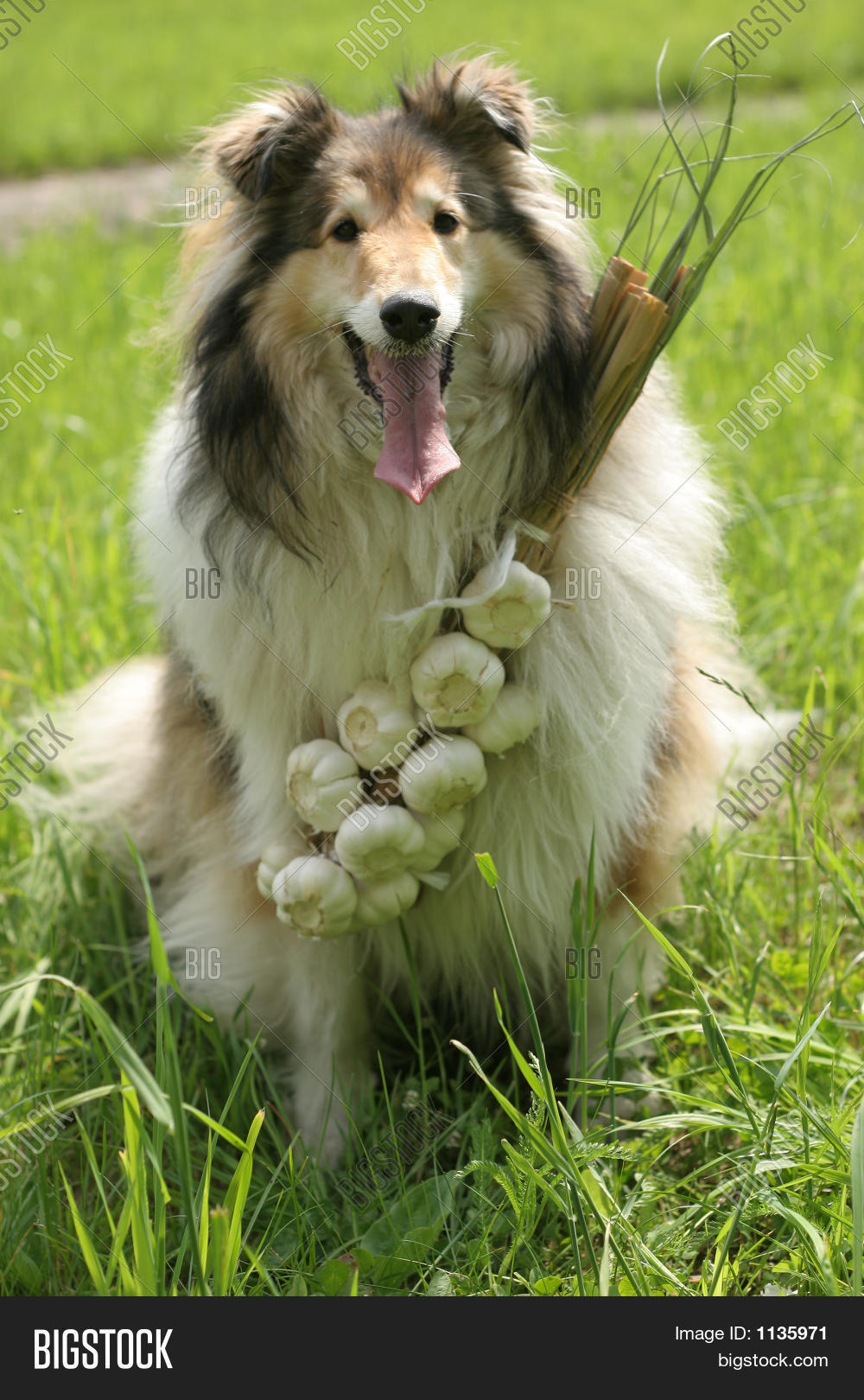 Collie (Dog) Garlic Image & Photo (Free Trial) | Bigstock