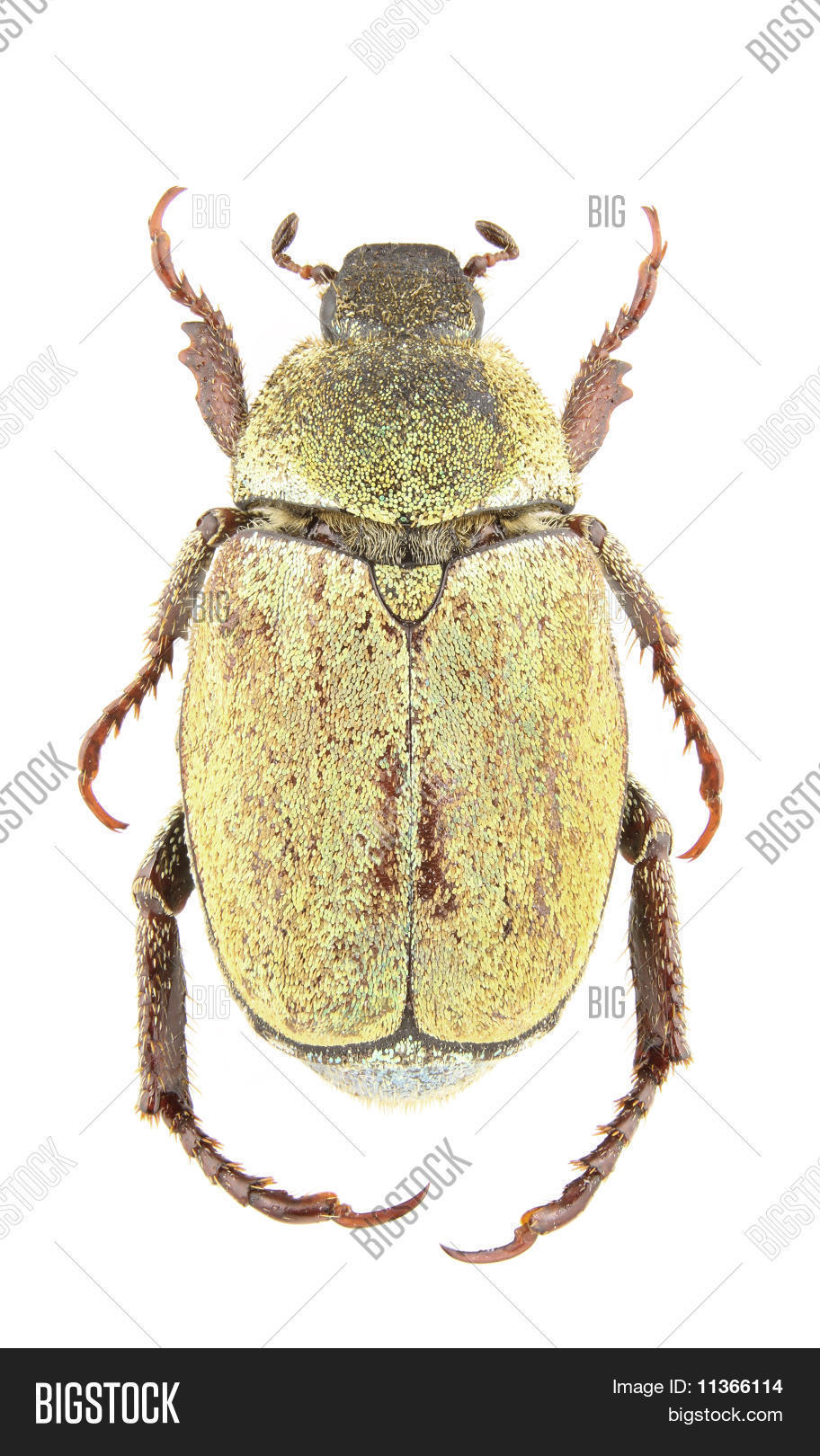 Hoplia Argentea Female Image & Photo (Free Trial) | Bigstock