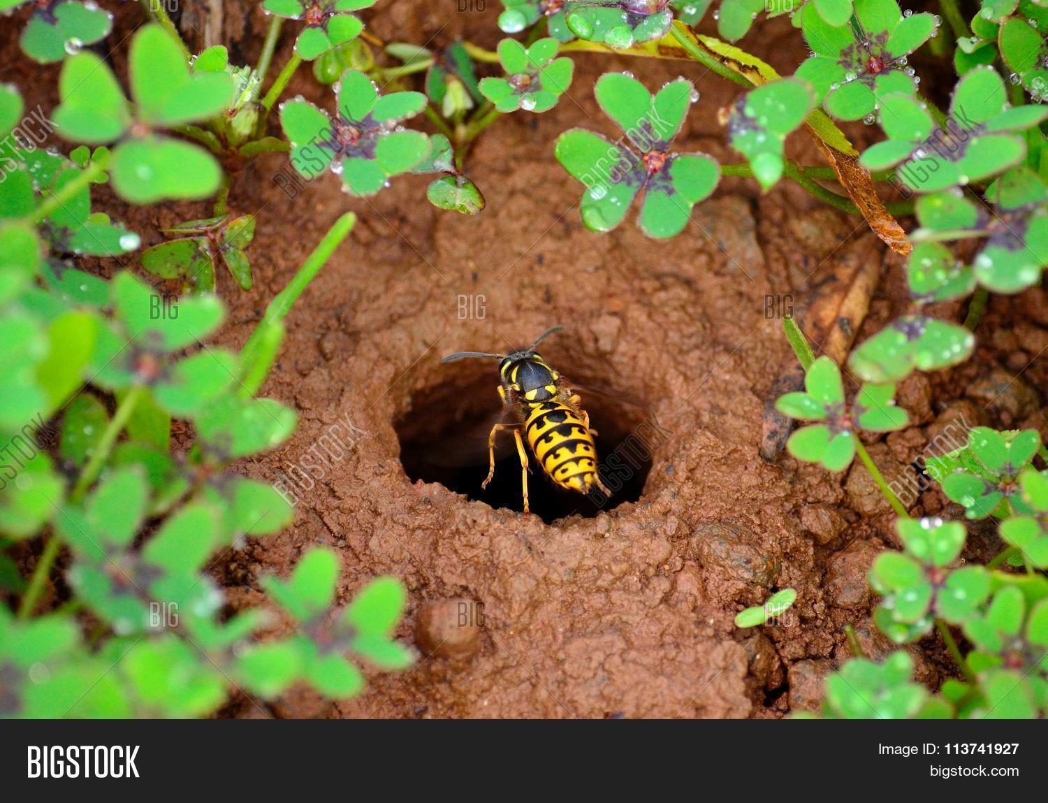 Wasp About Enter Image & Photo (Free Trial) | Bigstock
