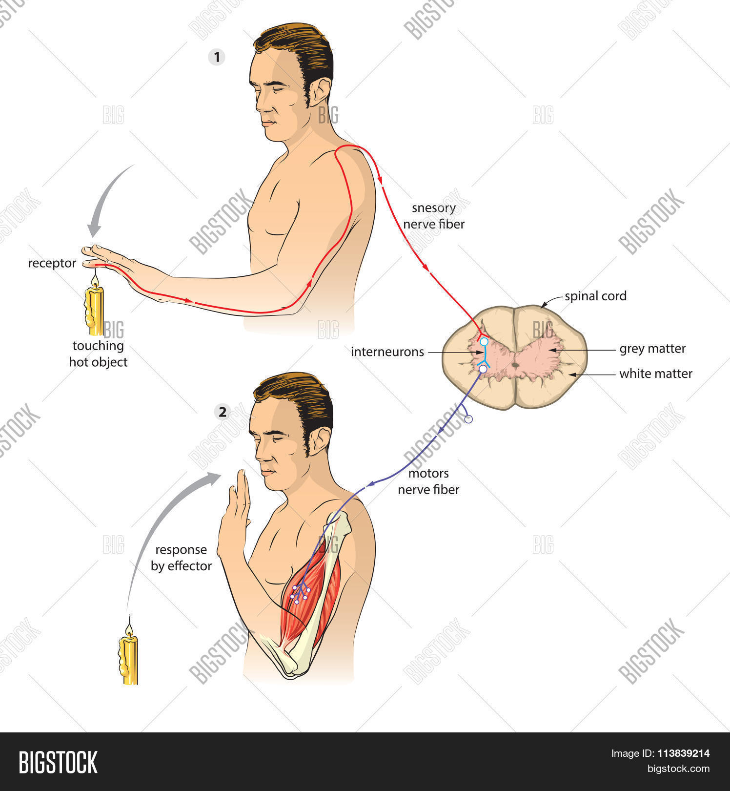 Reflex Arc Vector & Photo (Free Trial) | Bigstock